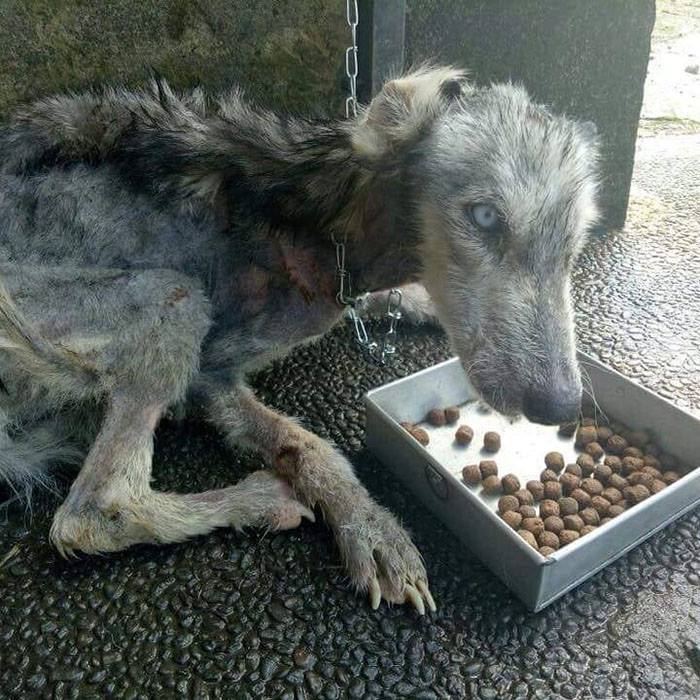 Man rescues skeletal Husky on the verge of death — his love helps her ...