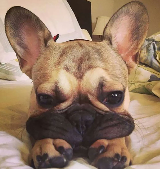 50 Adorable Dog Cheeks That Are Irresistibly Squishy