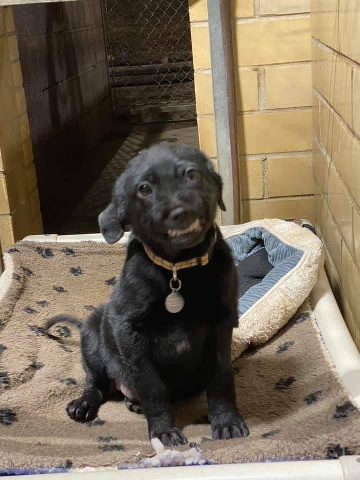Puppy sits in animal shelter and smiles big at everyone who passes by