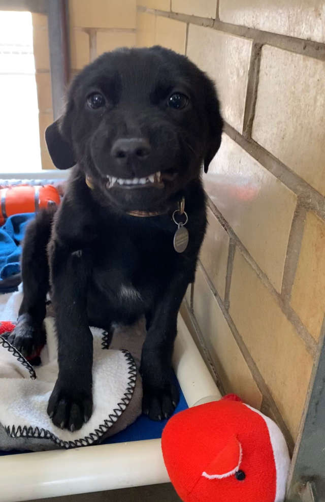 Puppy sits in animal shelter and smiles big at everyone who passes by
