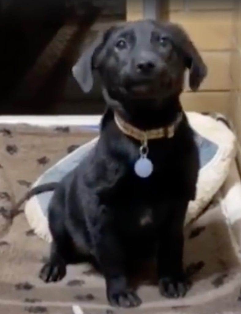 Puppy sits in animal shelter and smiles big at everyone who passes by