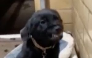 Puppy sits in animal shelter and smiles big at everyone who passes by