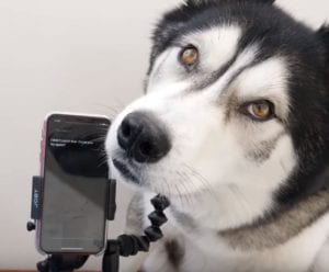 Owner can’t help laughing when Siri understands dog’s “hello”