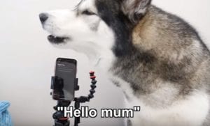 Owner can’t help laughing when Siri understands dog’s “hello”