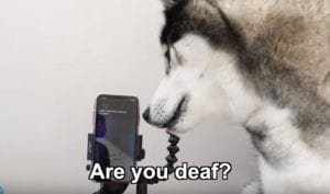 Owner can’t help laughing when Siri understands dog’s “hello”