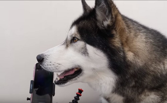 Owner can’t help laughing when Siri understands dog’s “hello”