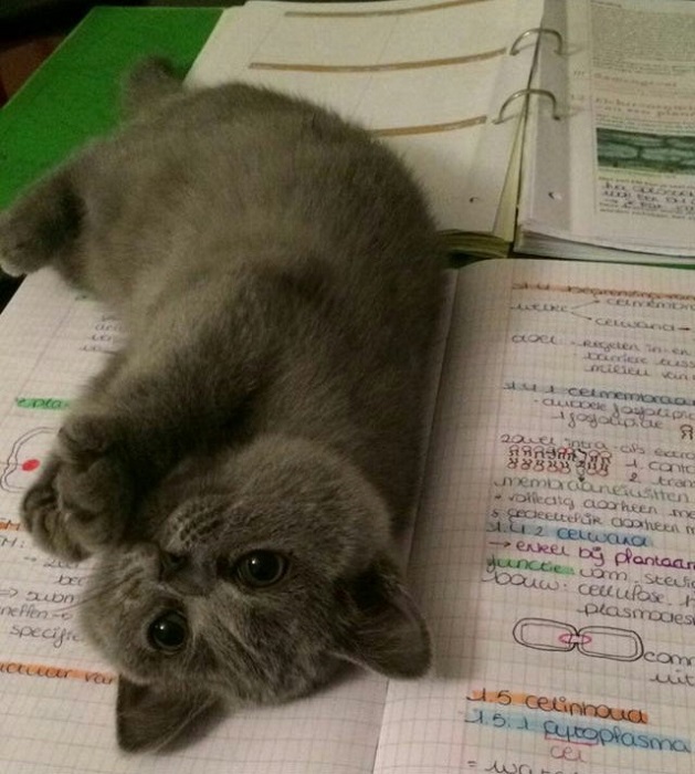 45 Cats That Need You Right When You Start Reading