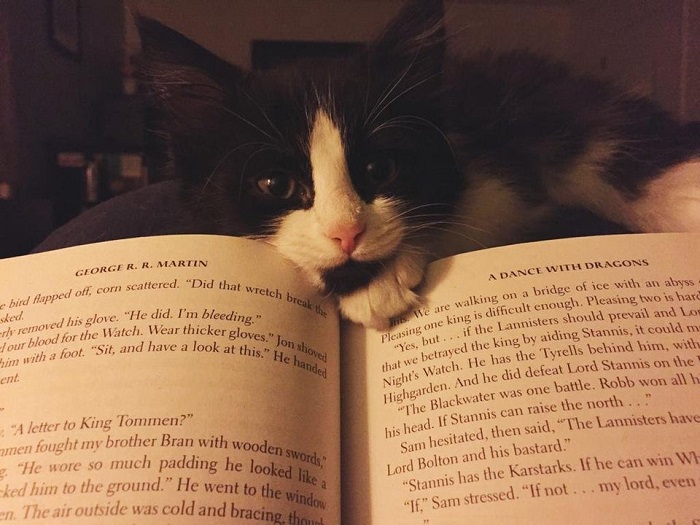 45 Cats That Need You Right When You Start Reading