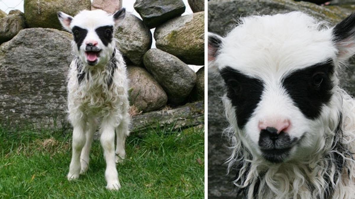 55 Animals that look so ‘heavy metal’ they could start their own bands