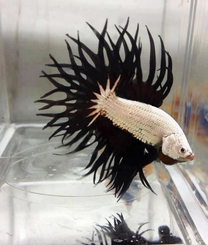 55 Animals that look so ‘heavy metal’ they could start their own bands