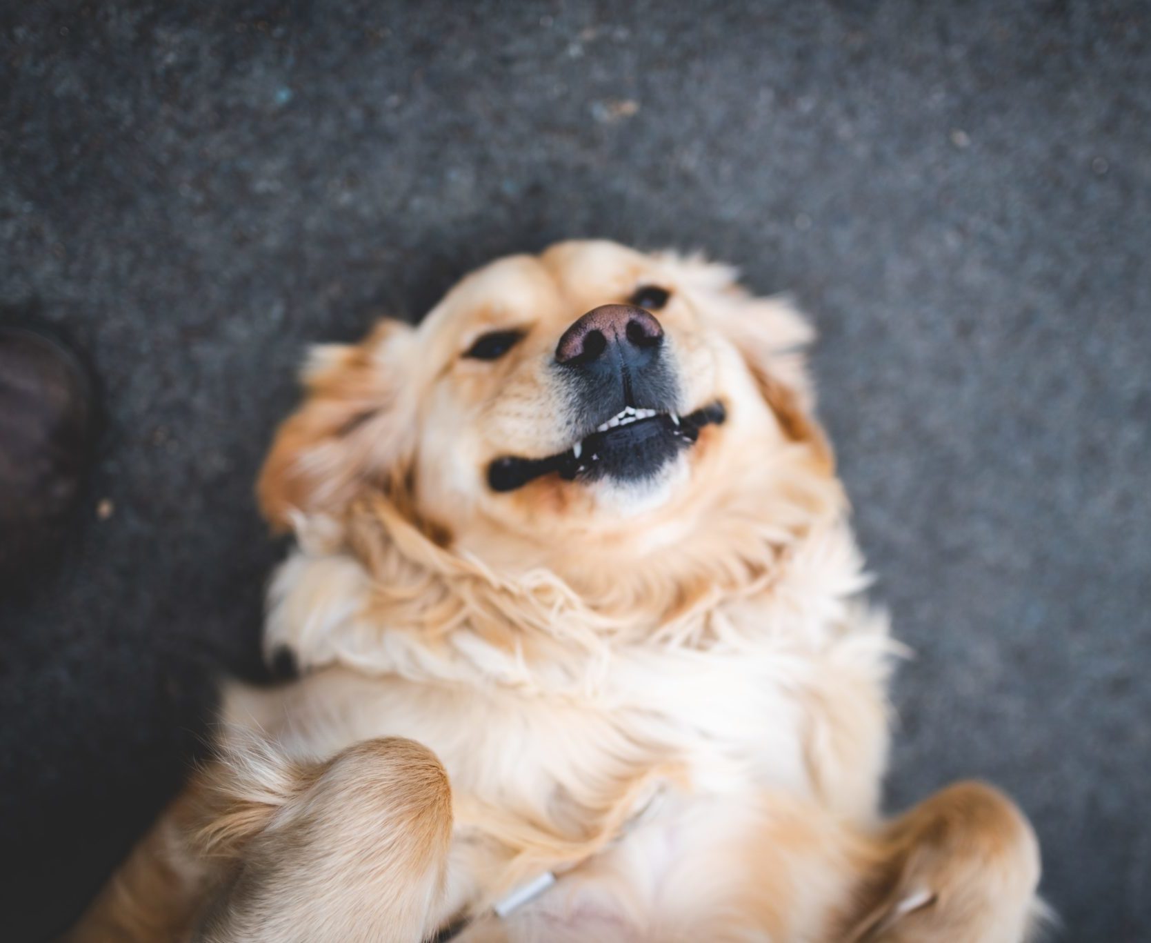 Golden Retriever Puppies Adorably “Attack” Man