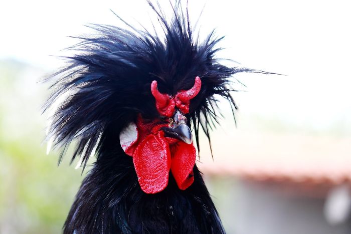 55 Animals that look so ‘heavy metal’ they could start their own bands