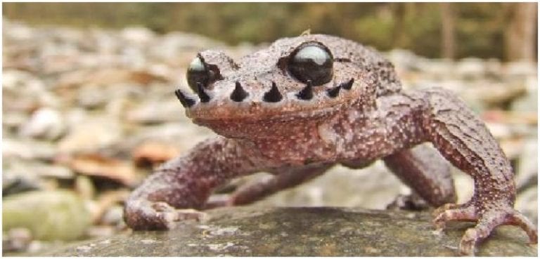 55 Animals that look so ‘heavy metal’ they could start their own bands