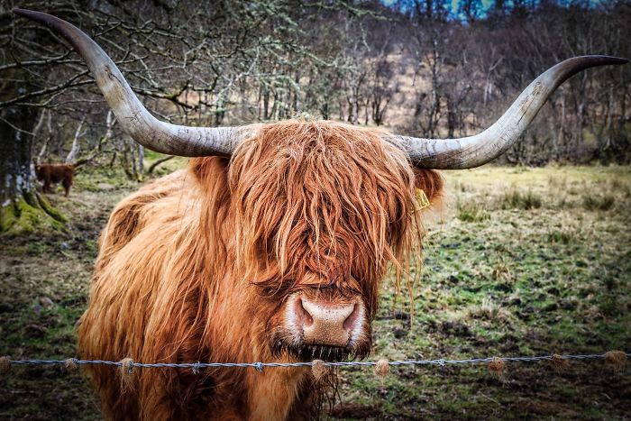 55 Animals that look so ‘heavy metal’ they could start their own bands