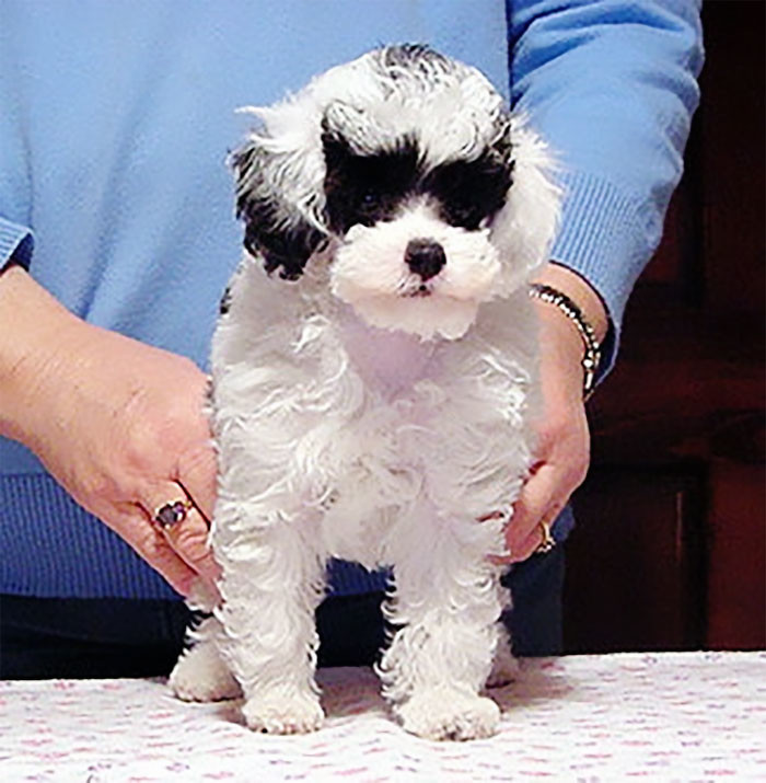 55 Animals that look so ‘heavy metal’ they could start their own bands