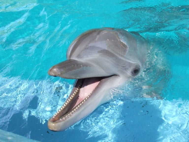 Dolphin Creates Mud Ring And Waits Patiently