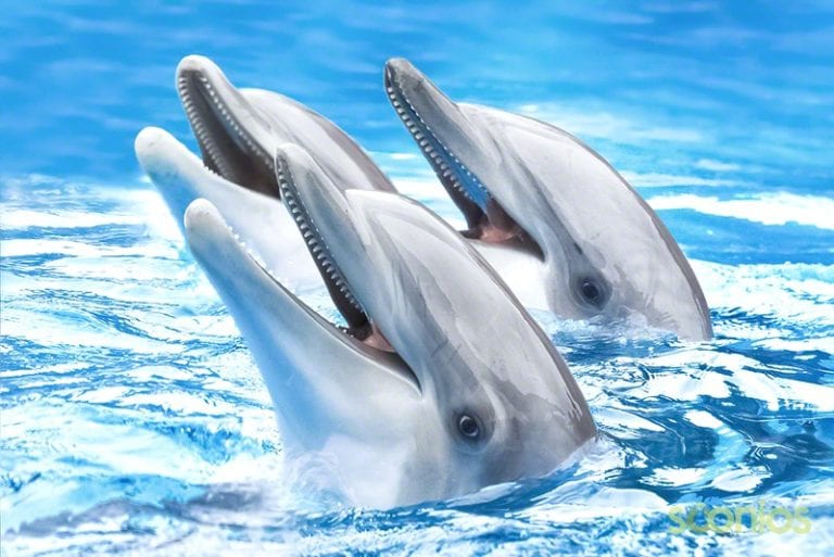 Dolphin Creates Mud Ring And Waits Patiently