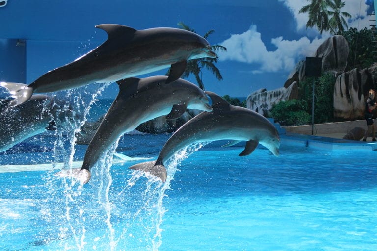 Dolphin Creates Mud Ring And Waits Patiently