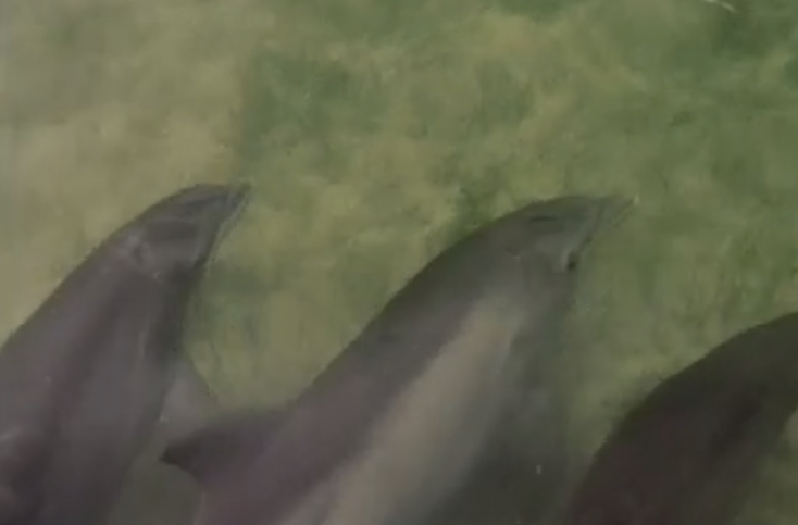 Dolphin Creates Mud Ring And Waits Patiently