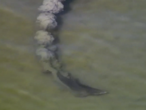 Dolphin Creates Mud Ring And Waits Patiently