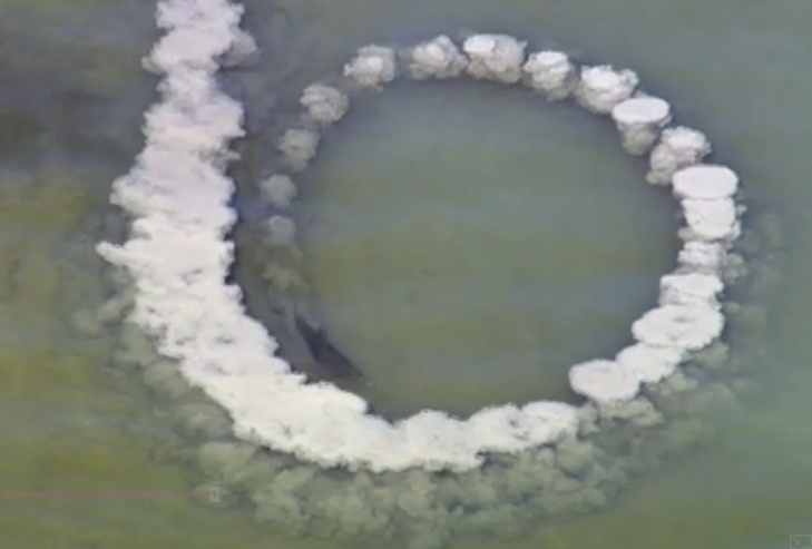 Dolphin Creates Mud Ring And Waits Patiently