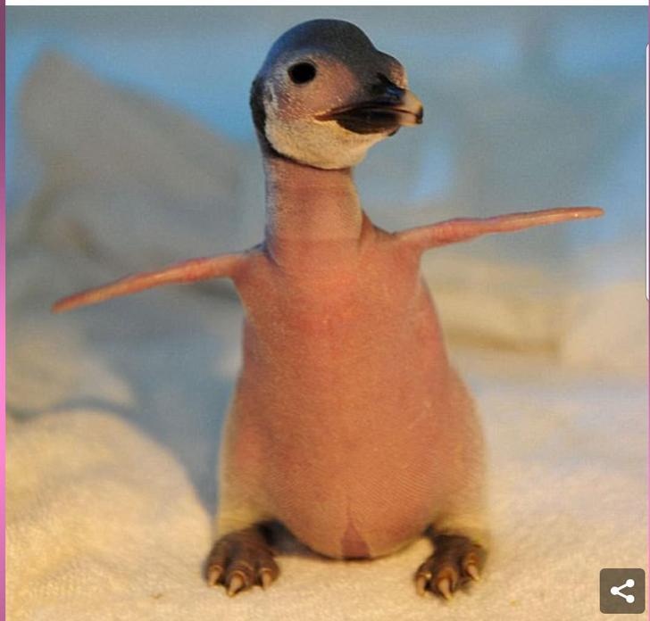 25+ Animals that you won’t recognize without their hair