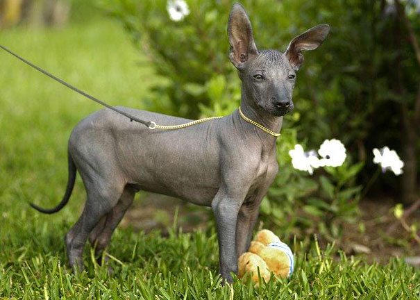 25+ Animals that you won’t recognize without their hair