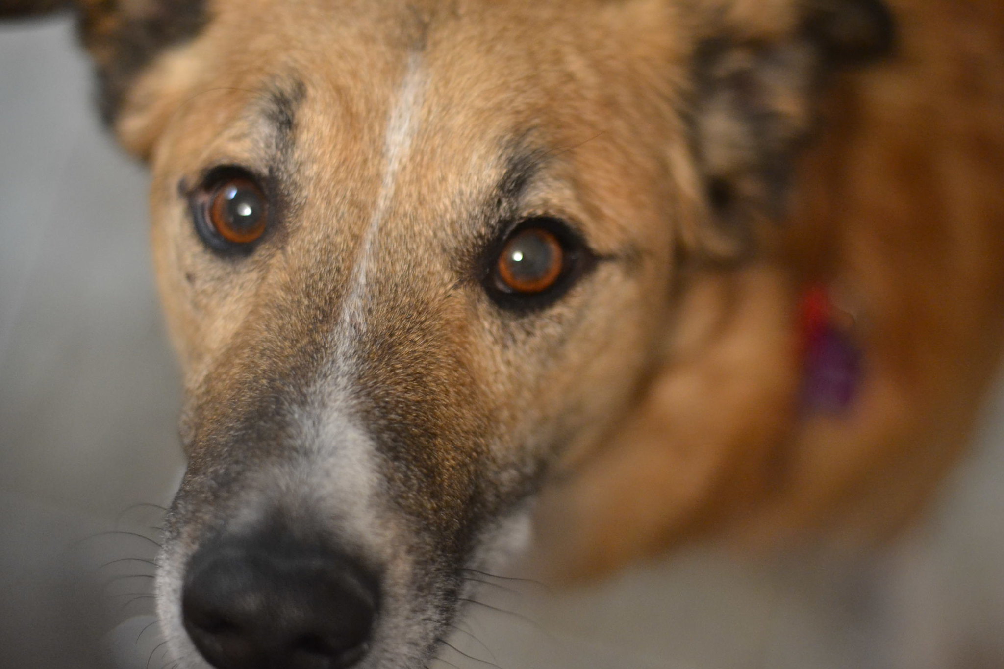 Baby Not So Happy To Share Cracker With Dog