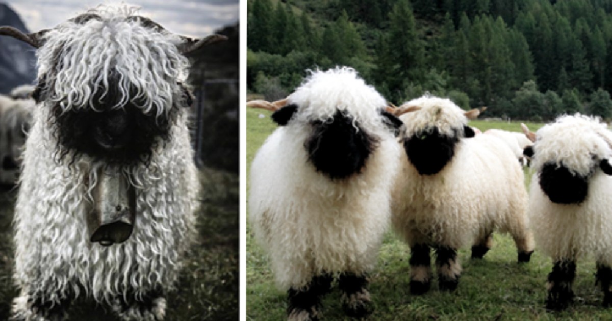 55 Animals that look so ‘heavy metal’ they could start their own bands