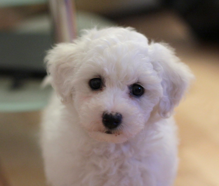 The Wonderful Benefits Of Kids Growing Up With Pets