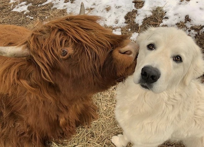 75 adorable cow pictures that will make you smile