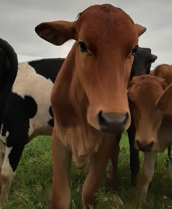 75 adorable cow pictures that will make you smile