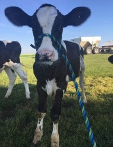 75 adorable cow pictures that will make you smile