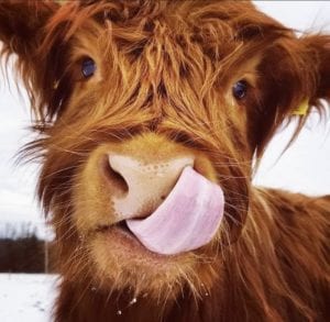 75 adorable cow pictures that will make you smile
