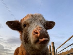 75 adorable cow pictures that will make you smile