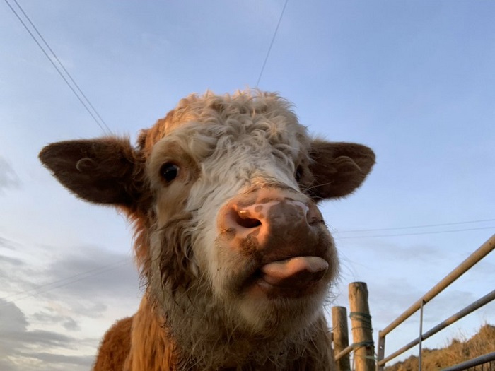 75 adorable cow pictures that will make you smile