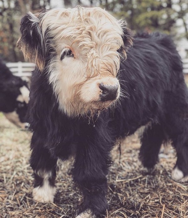 75 adorable cow pictures that will make you smile