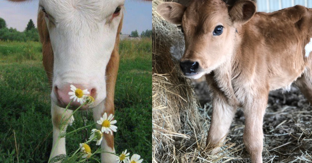 75 adorable cow pictures that will make you smile