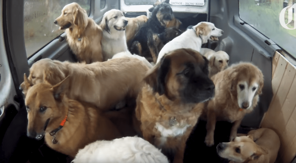 Man’s doggie school bus picks up pups for ‘school’
