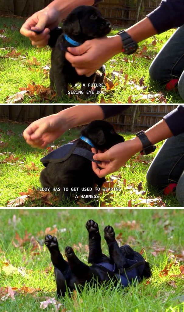 35 Hard Working Puppies On Their First Day Of Work