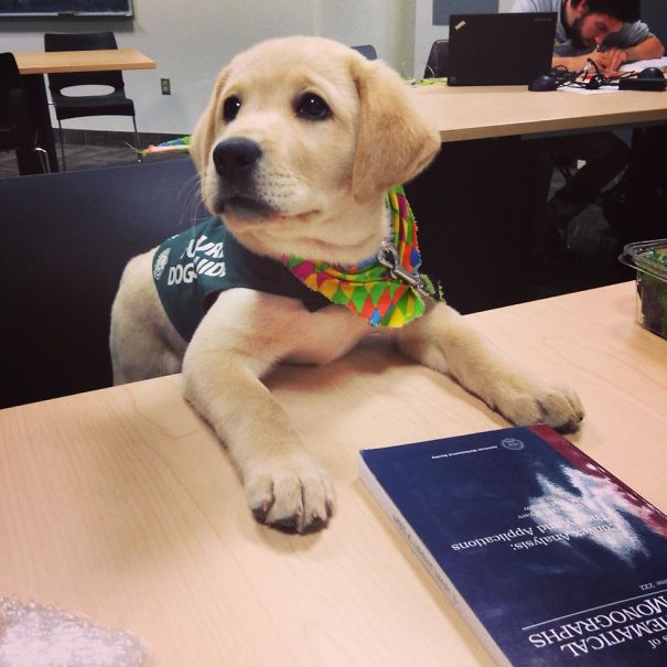 35 Hard Working Puppies On Their First Day Of Work