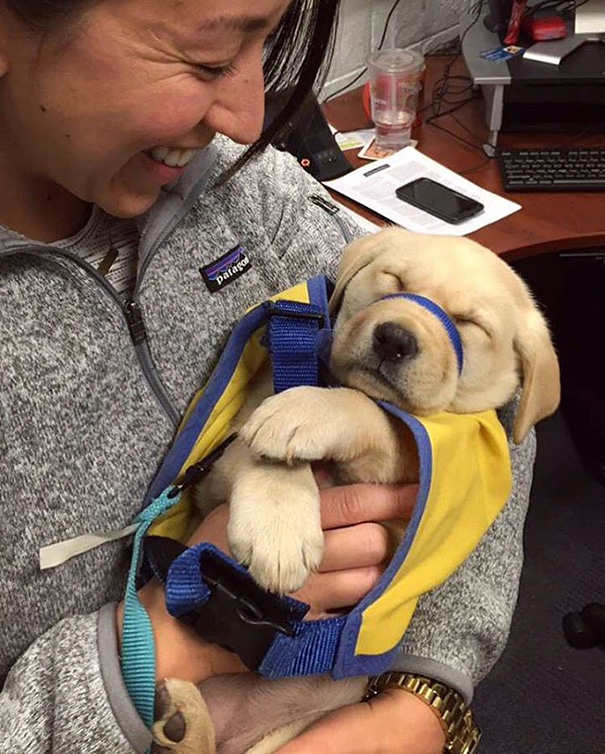 35 Hard Working Puppies On Their First Day Of Work