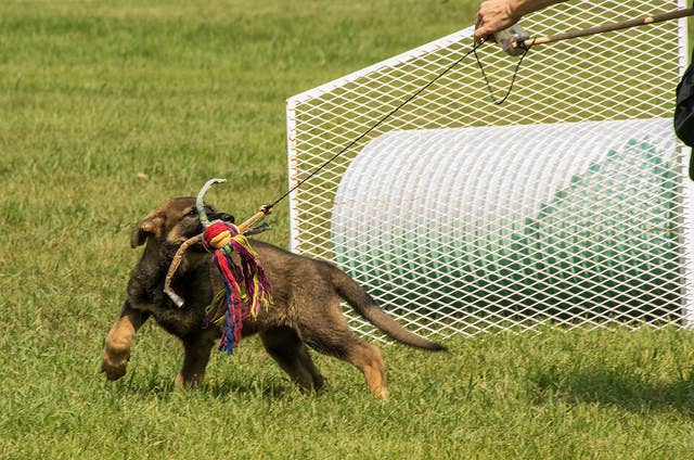 35 Hard Working Puppies On Their First Day Of Work