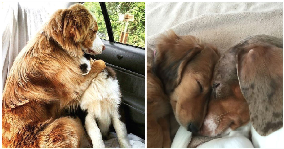 75 dog best friends that know the true meaning of friendship