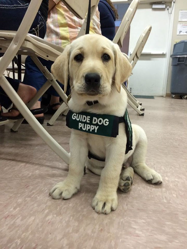 35 Hard Working Puppies On Their First Day Of Work