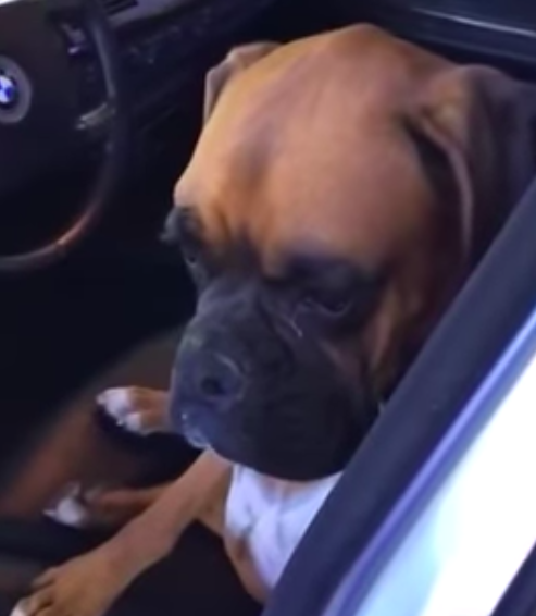 Funny Boxer Gives Mom The Cold Shoulder