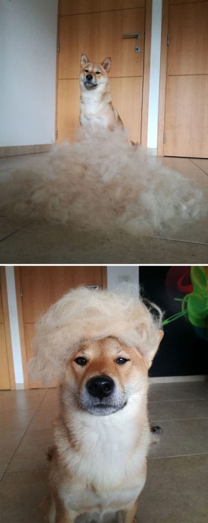 40 Shiba Inus That Show Off Their Charisma And Beauty