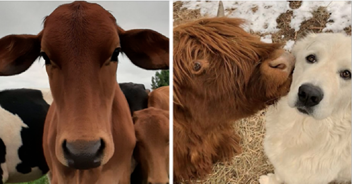 75 adorable cow pictures that will make you smile