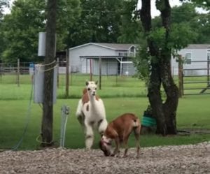 Farmer hilariously chases down alpaca who refuses to go back inside gate