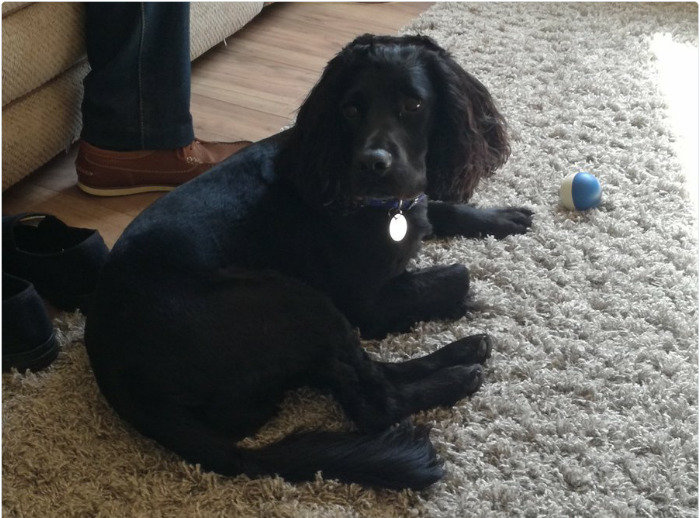 75 dogs that completely fail at doing what they were bred to do